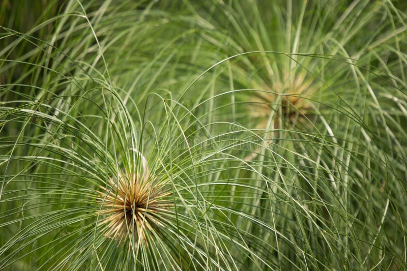 Petite Feuille Verte D'arbre De Papyrus Photo stock - Image du fond ...
