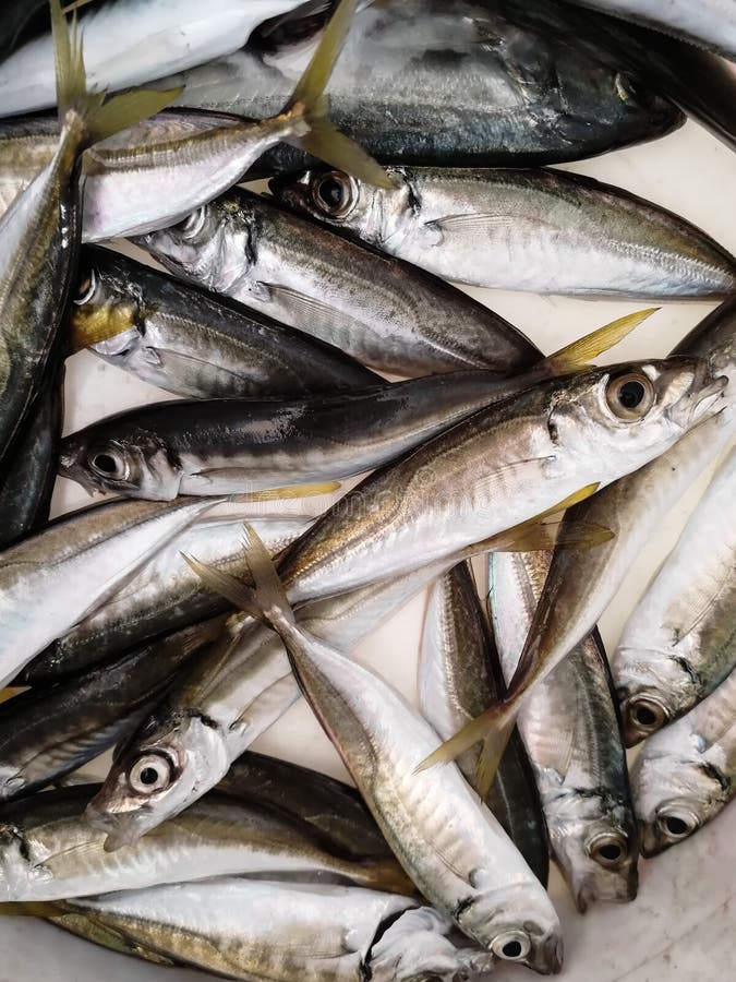 Petite Fin De Poisson De Mer Cadre Vertical Photo Mobile Photo stock ...