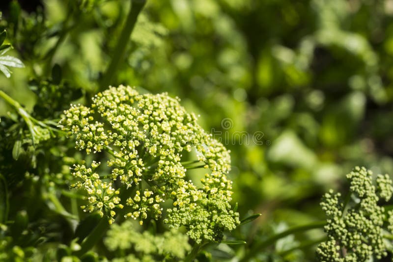 Petite fleur de persil photo stock. Image of herbe, feuillage - 123500798
