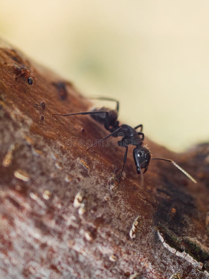 Petite Fourmi Noire Rampant Sur Un Arbre Image stock - Image du fourmi ...