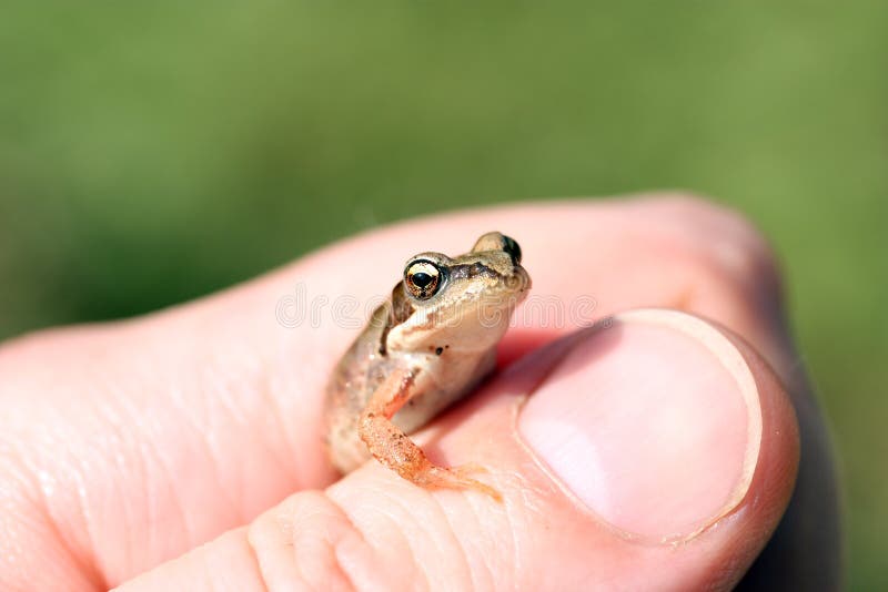Petite grenouille photo stock. Image du écologie, animal - 25630926