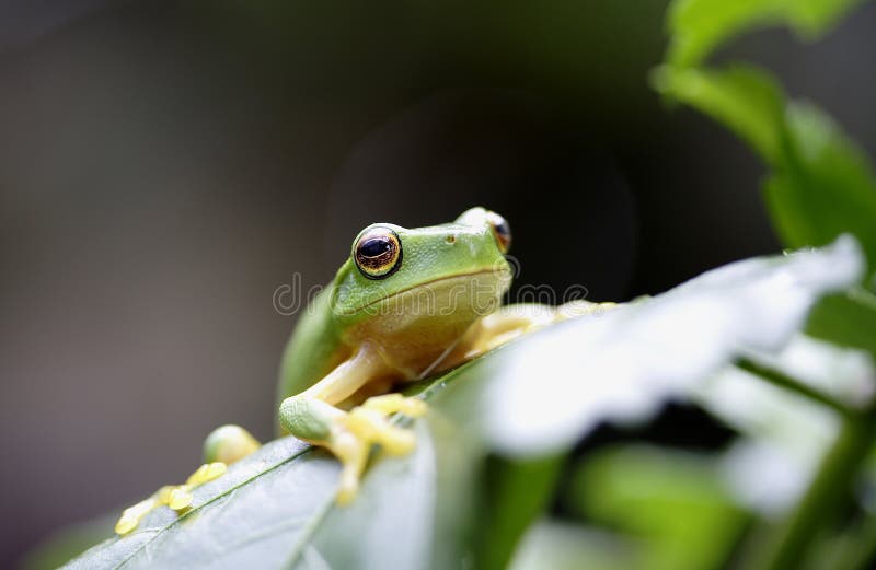 Vermiculatus Aux Yeux Grands De Leptopelis De Grenouille D'arbre 13 ...