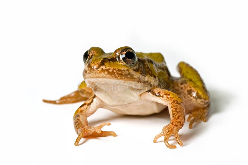 Petite grenouille verte image stock. Image du fermer - 16575699