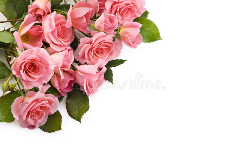 Pink Roses White Background Stock Photo - Image of love, symbolic: 14854658