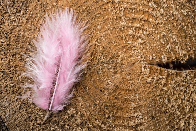 Petite plume rose photo stock. Image du stylo, charme - 69704694