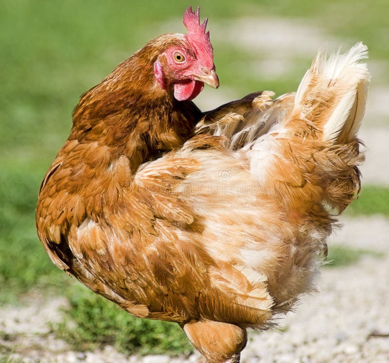 Poule rouge photo stock. Image du rouge, poule - 19135952