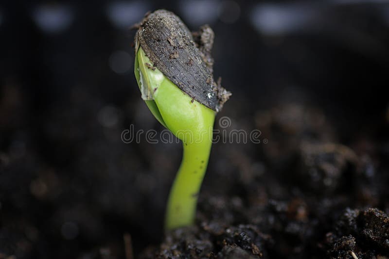Petite pousse des graines photo stock. Image du jardin - 79082400