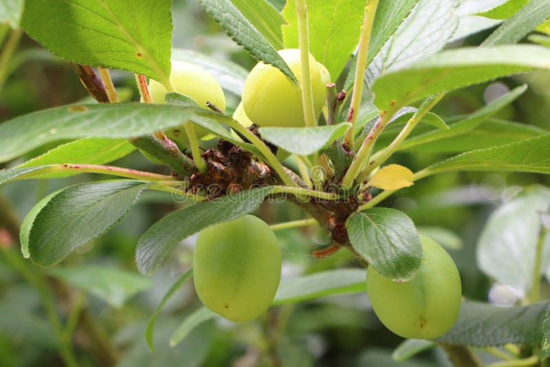 Petite Prune Jaune Mûrissant Sur Un Prunier Photo stock - Image du ...