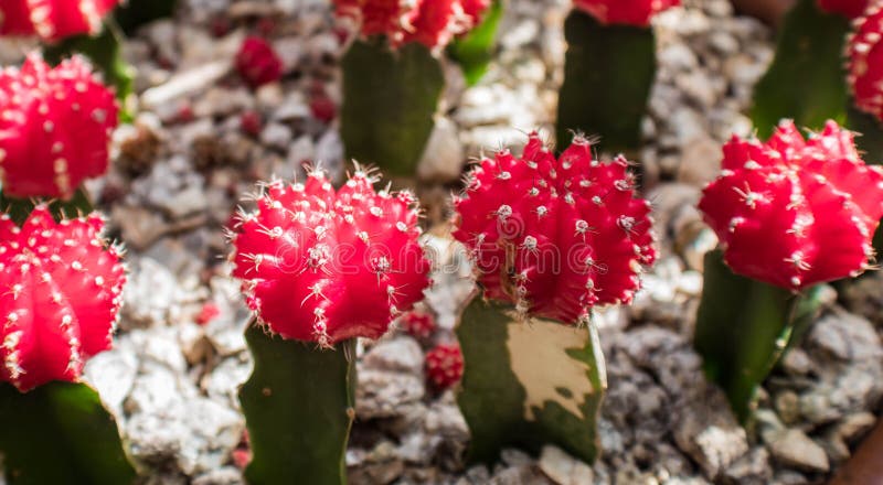 Petite ruby ball cacti stock photo. Image of ruby, incredible - 110243148