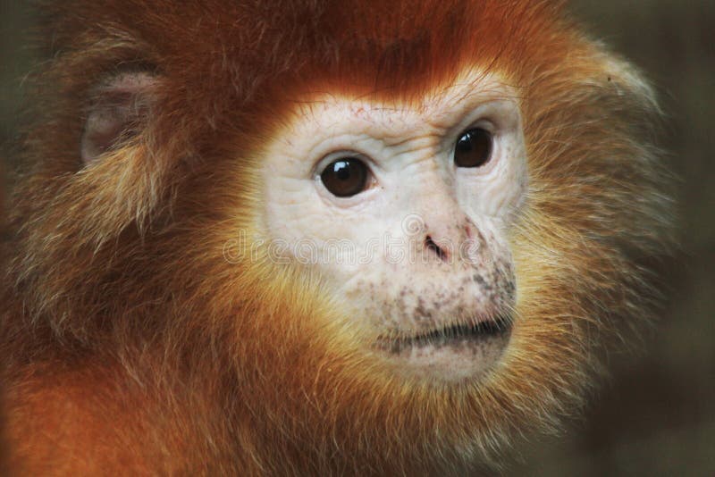 Un petit singe gentil photo stock. Image du velu, jungle - 26260184