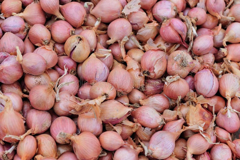 6,669 Petit Oignon Rouge Photos libres de droits et gratuites de Dreamstime