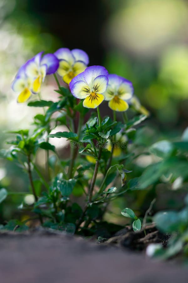 Petite Viola Flowers stock image. Image of bloom, floral - 173961637