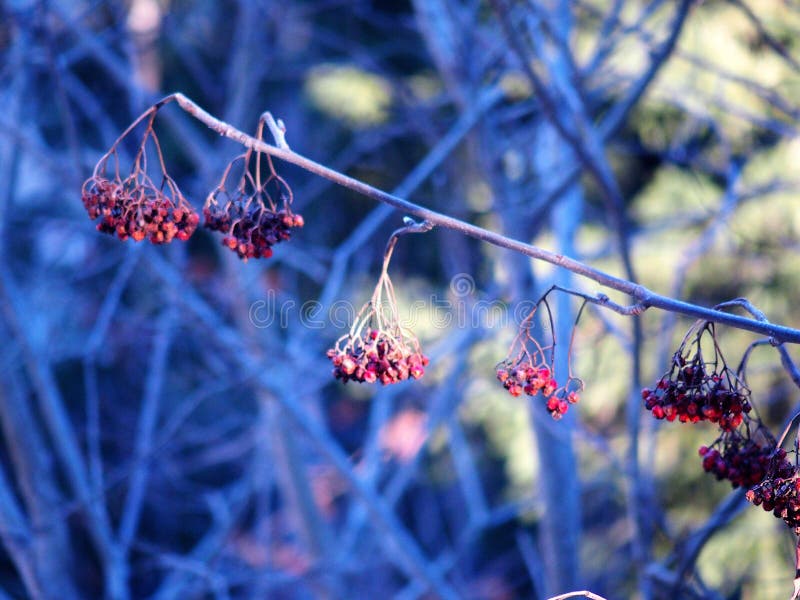 2,325 Photos de Baies Sauvages Rouges - Photos de stock gratuites et ...