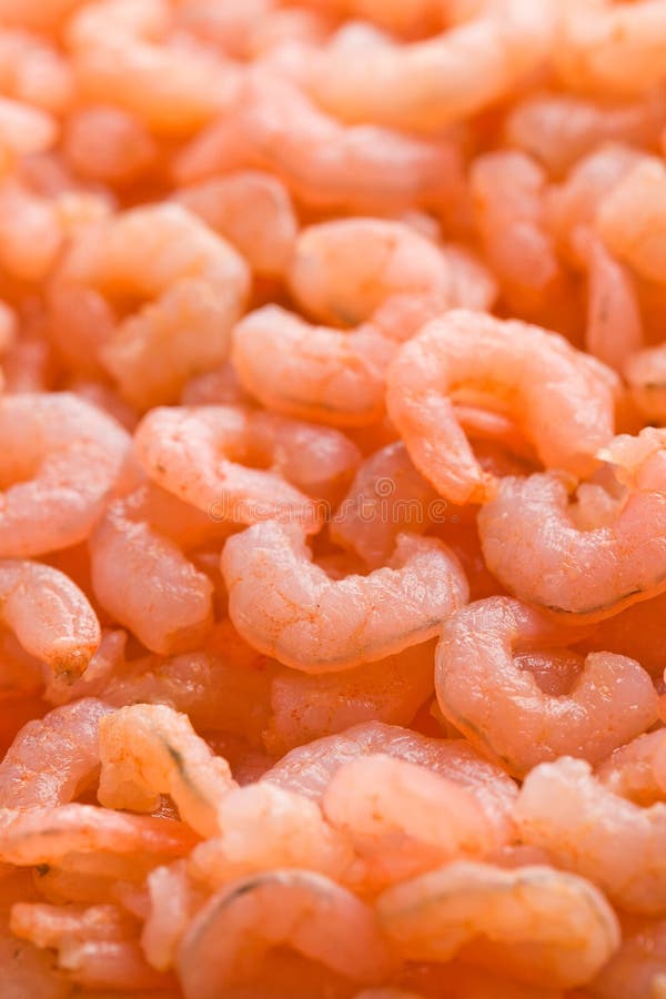 Petites crevettes photo stock. Image du prawn, nutrition - 17020638