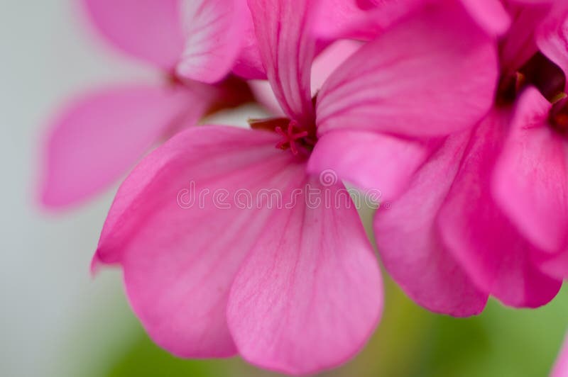 Petites fleurs de Rose image stock. Image du normal, botanique - 10553535