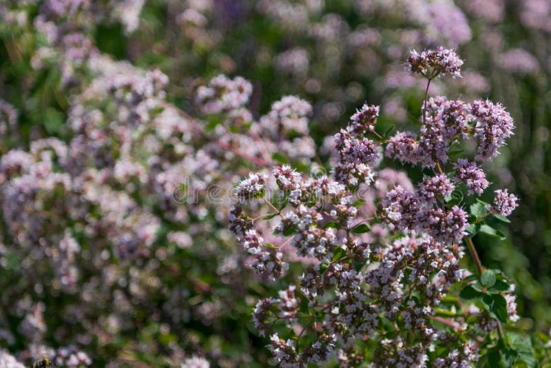 Petites fleurs roses photo stock. Image du centrale - 111472172