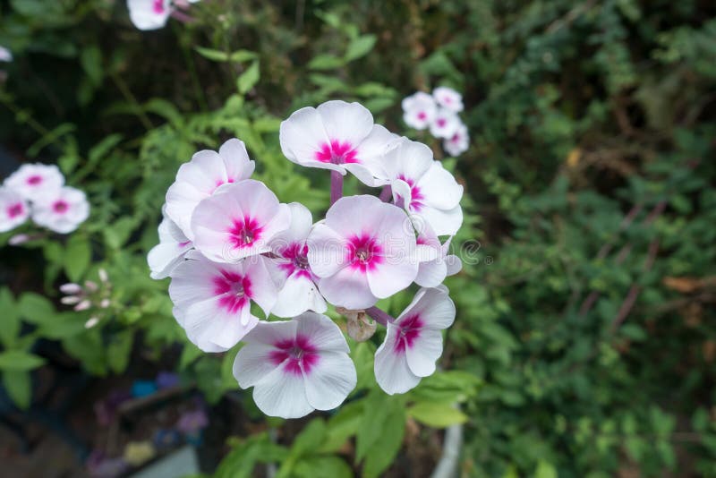 Petites Fleurs Roses Et Blanches Photo stock - Image du closeup, blanc ...