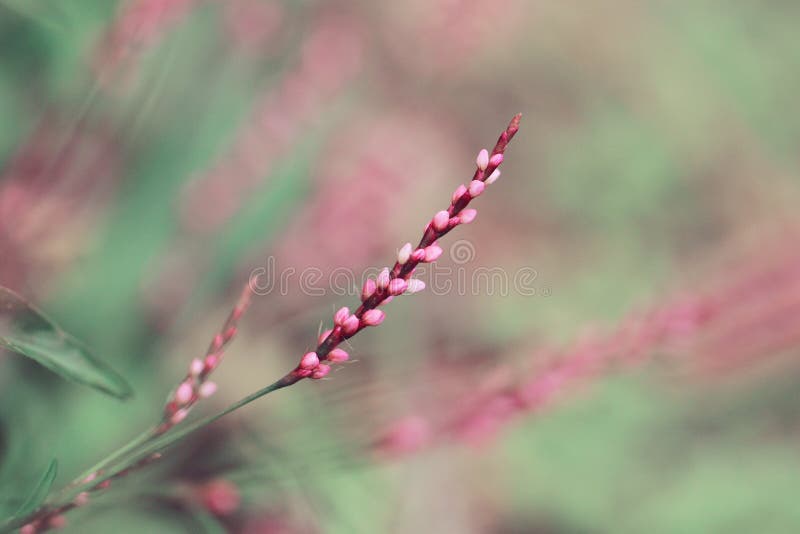 Petites Fleurs Roses Sauvages Image stock - Image du rose, milieux ...