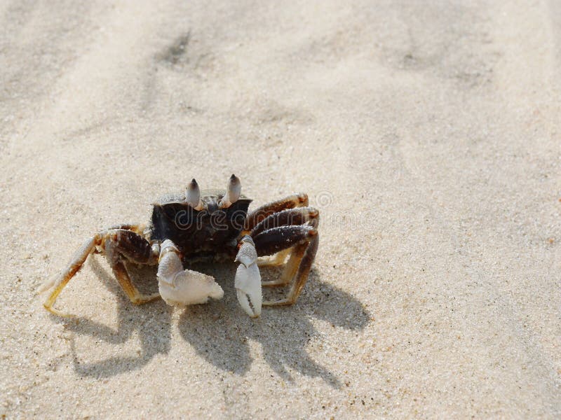 Petites Petites Griffes D'un Blanc De Crabe De Mer Image stock - Image ...
