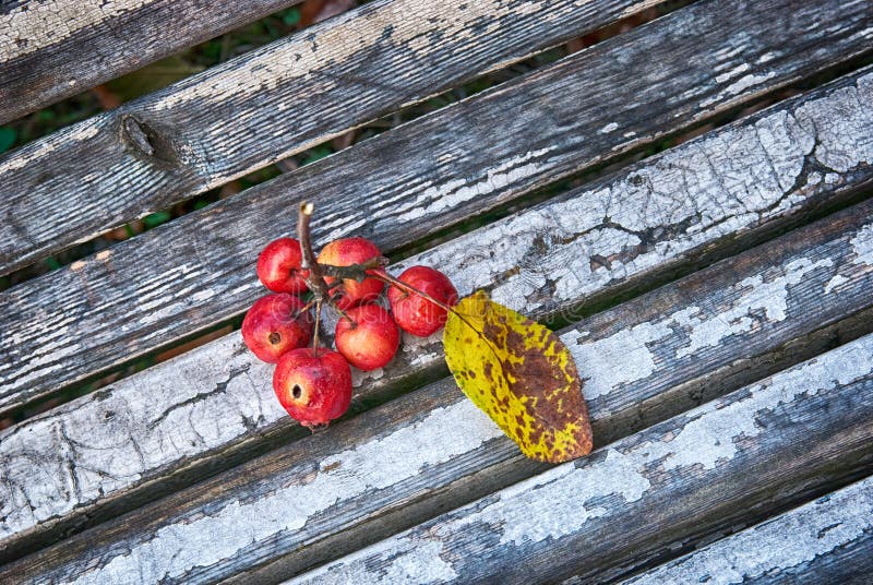 Petites Pommes Sauvages Rouges Photo stock - Image du branchement ...
