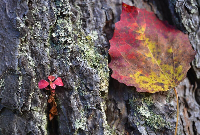Petites Pousse Et Feuille Rouges Image stock - Image du vieux, fermer ...