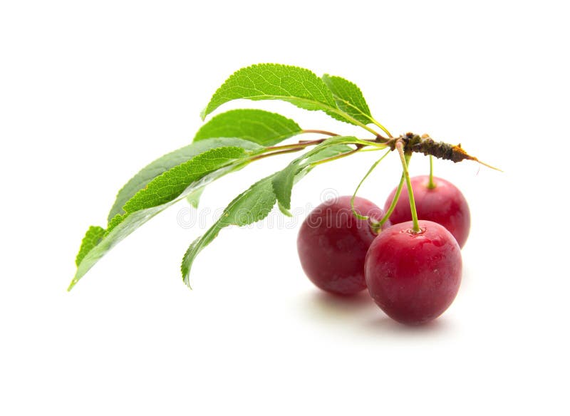 Petites Prunes Sauvages Rouges Rondes Photo stock - Image du drupes ...