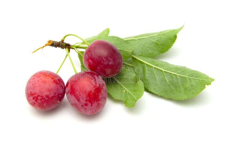 Petites Prunes Sauvages Rouges Rondes Image stock - Image du humide ...