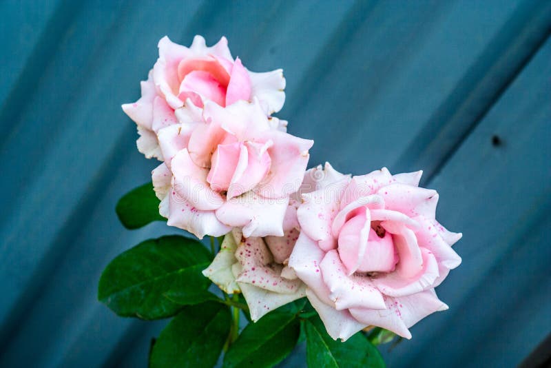 14,189 Roses Rose Clair Photos libres de droits et gratuites de Dreamstime