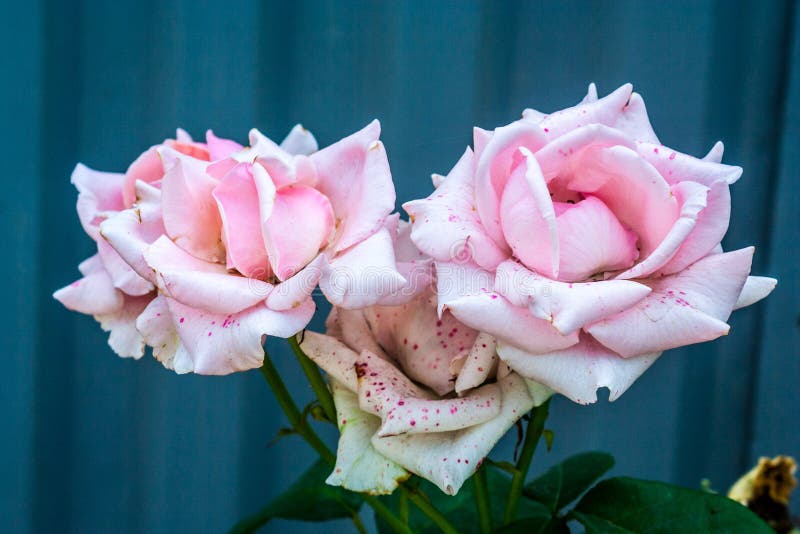 14,189 Roses Rose Clair Photos libres de droits et gratuites de Dreamstime