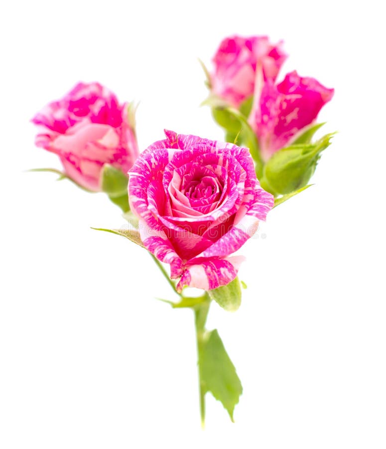 Petites roses roses image stock. Image du symbole, isolement - 39036851