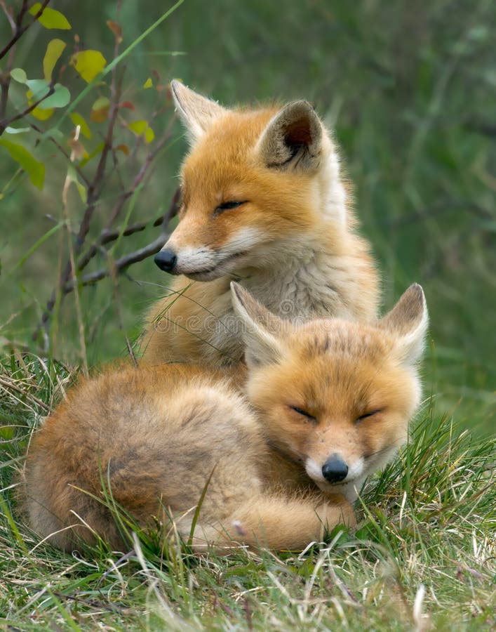 Petits Animaux De Renard Rouge Image stock - Image du petits, renard ...
