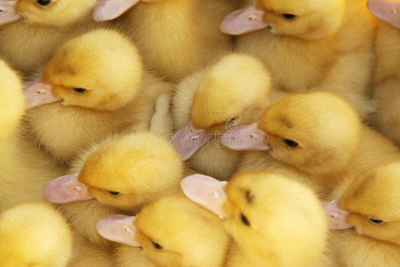 Petit canard jaune photo stock. Image du bétail, vert - 11180800