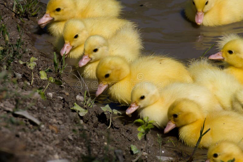Deux canetons photo stock. Image du duckies, animaux - 27248418