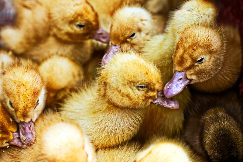 Petits Canetons Jaunes Photos Stock - Téléchargez 258 Photos libres de ...