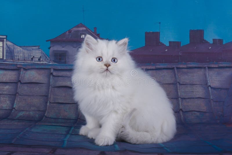 Petits Chatons Marchant Sur Le Toit Image stock - Image du prédateur ...