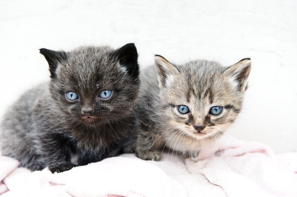 Petits chatons mignons image stock. Image of félin, chats - 19715035