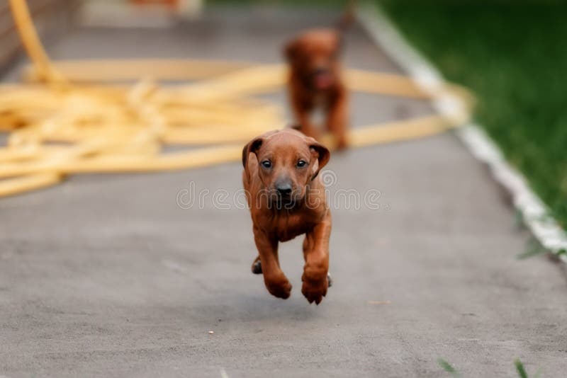 Petits Chiots Adorables De Rhodesian Ridgeback Image stock - Image du ...