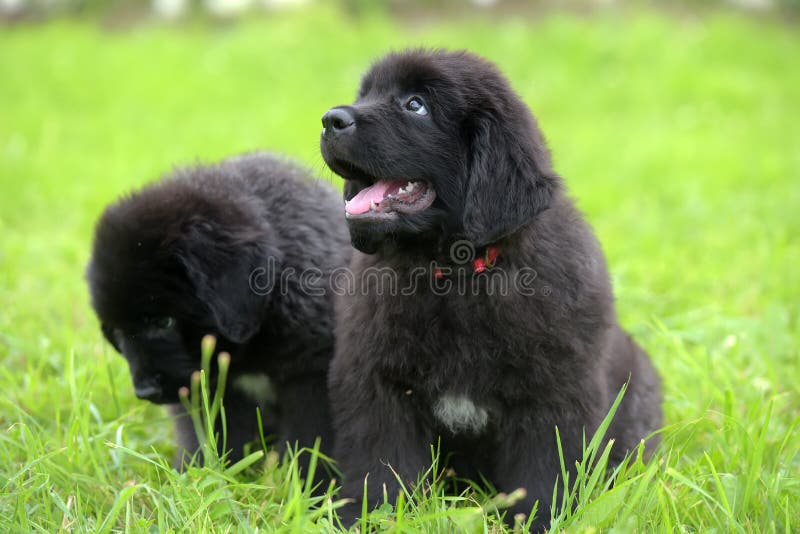 Petits Chiots Noirs De Terre-Neuve Photo stock - Image du fond, herbe ...