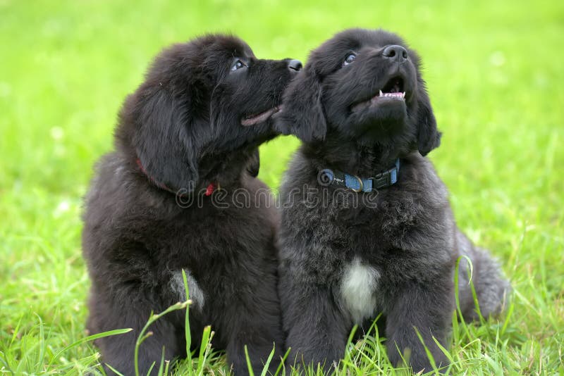 Petits Chiots Noirs De Terre-Neuve Image stock - Image du pose ...