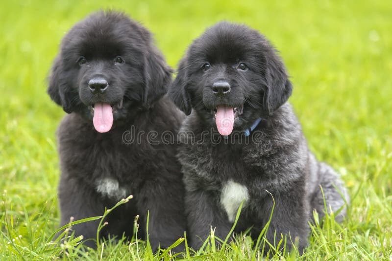 Petits Chiots Noirs De Terre-Neuve Image stock - Image du beau, heureux ...