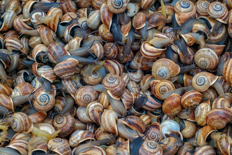 Petits Escargots De Mer Au Marché Encore Vivant Photo stock - Image du ...