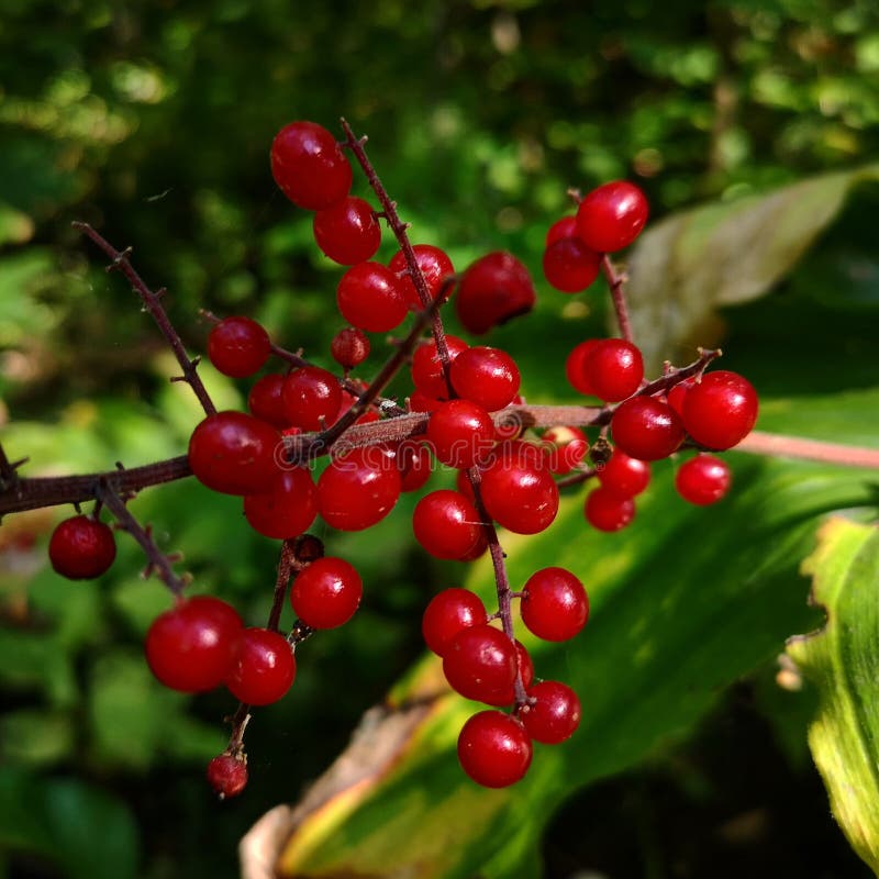 Petits fruits rouges stock photo. Image of forest, fruits - 159615842