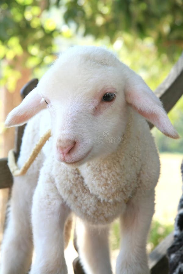 Un petit mouton photo stock. Image du mammifère, jeune - 53924314