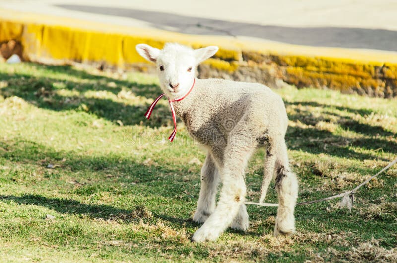 Petits Moutons Mignons Sautant Dans Un Pré Dans Une Ferme Photo stock ...