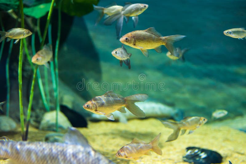 Petits Poissons Avec Une Grande Queue Photo stock - Image du personne ...