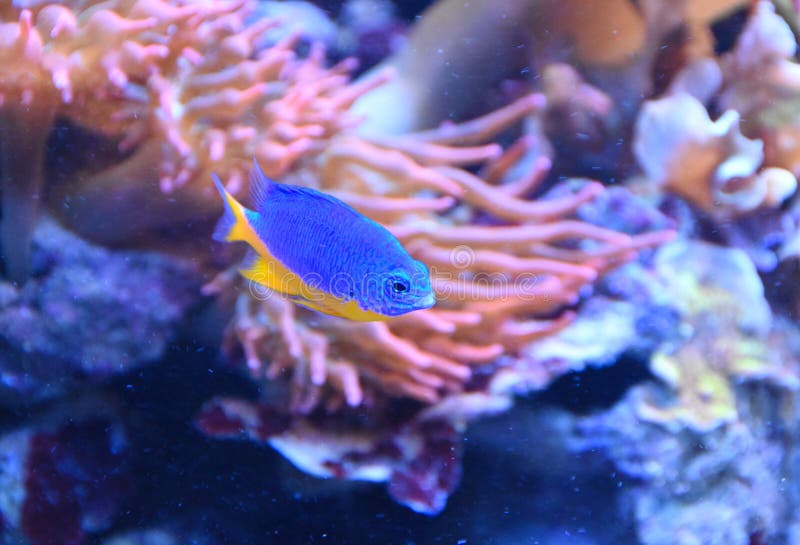 Petits Poissons Bleus Dans L'aquarium Photo stock - Image du petits ...