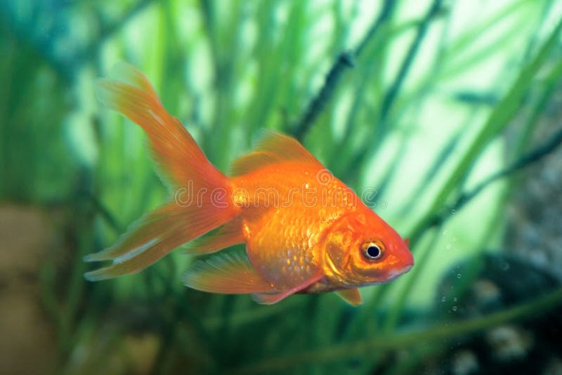 Petits poissons d'or photo stock. Image of aquarium, fond - 5955572