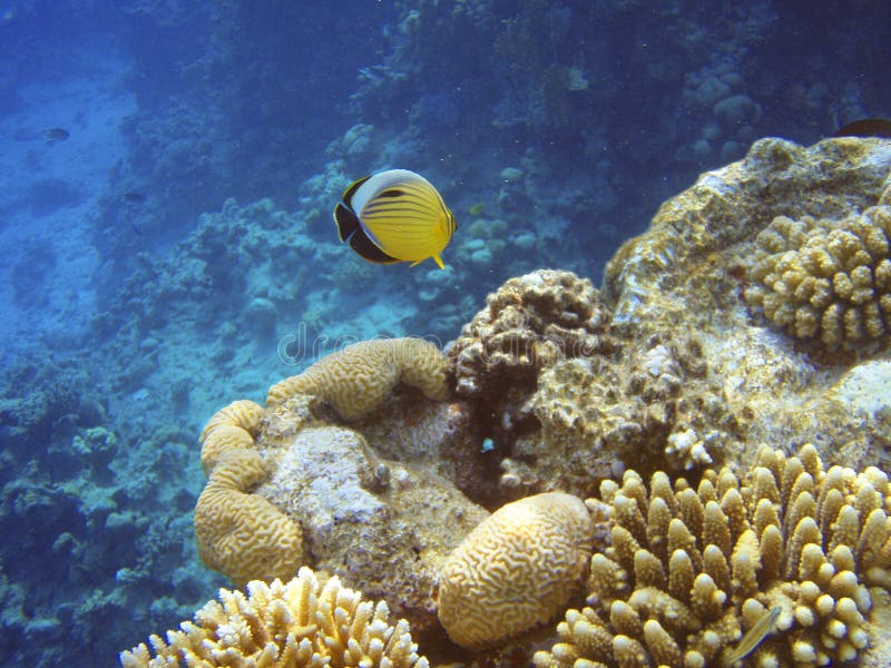 Petits Poissons De La Mer Rouge Photo stock - Image du animal ...
