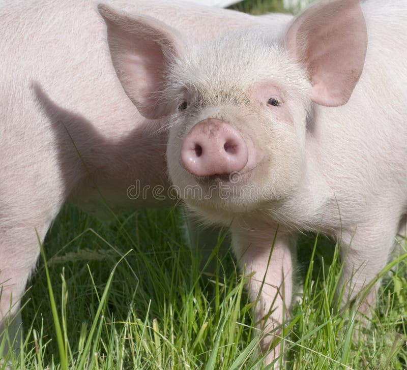 Petit porc photo stock. Image du jour, porcs, agriculture - 17527672