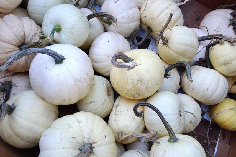 Petits Potirons Sur Le Blanc Sur Le Blanc Image stock - Image du ...